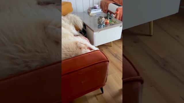 Огромная собака Лорд на микро диване #shorts