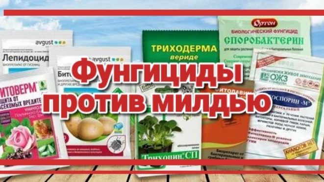 Топ-5 фунгицидов против милдью