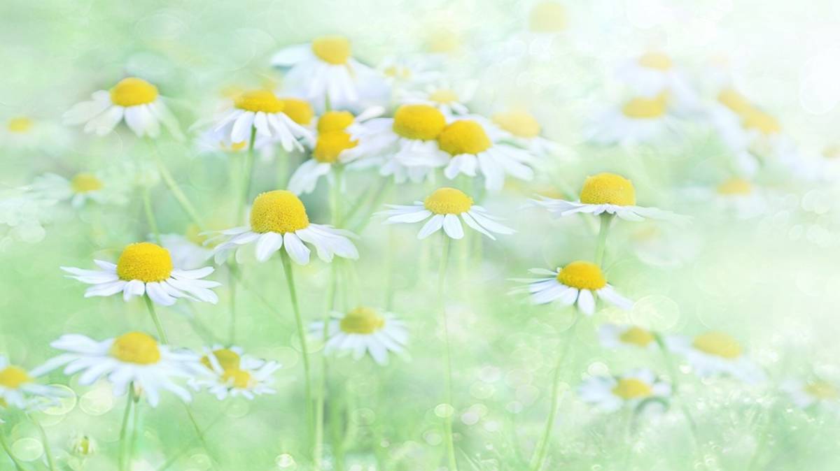 "ЗАТЕРЯЛОСЬ В РОМАШКОВОМ ПОЛЕ БОСОНОГОЕ СЧАСТЬЕ МОЁ "- ПОЭТ НИНА ИГНАТОВА