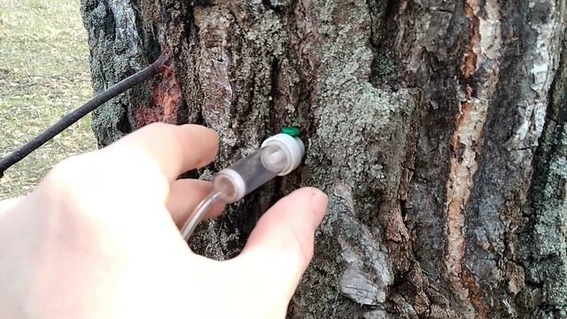 Как собирать березовый сок? Сезон 2020.