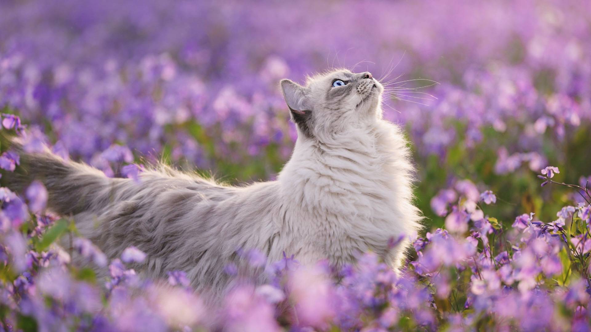 RELAX WITH CALMING MUSIC - AMBIENT