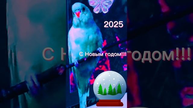 Говорящий попугай Морозко поздравляет!!! С Новым годом!!!