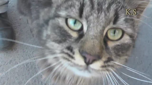 Коты беспризорники озвучка