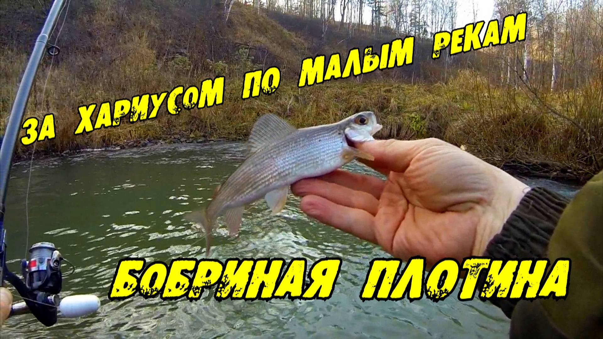 БОБРИНАЯ ПЛОТИНА. ЗА ХАРИУСОМ ПО МАЛЫМ РЕКАМ. Рыбалка на Хариуса в Новосибирске