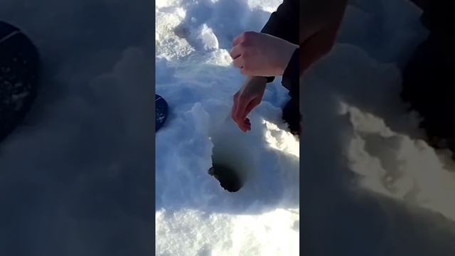 Иртыш щука на жерлицы