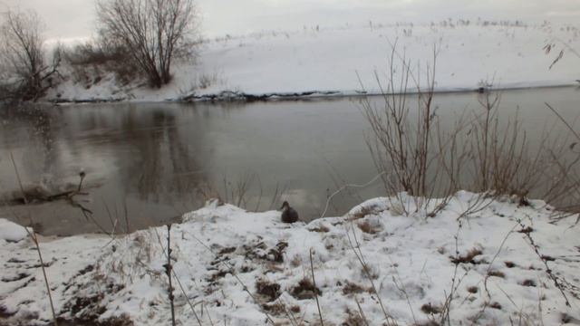 Вызаривание подсадной. 3 день. Приучаем к выстрелу