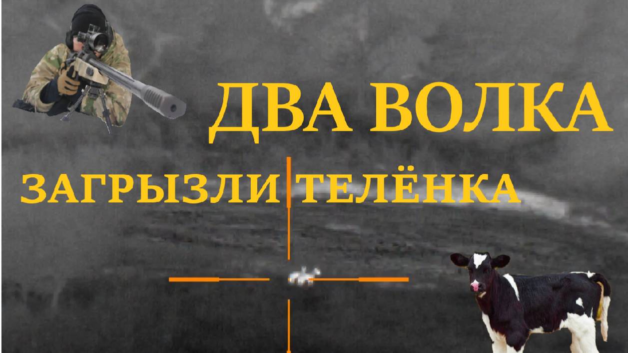 Охота на волка Ингушетия волки загрызли телёнка