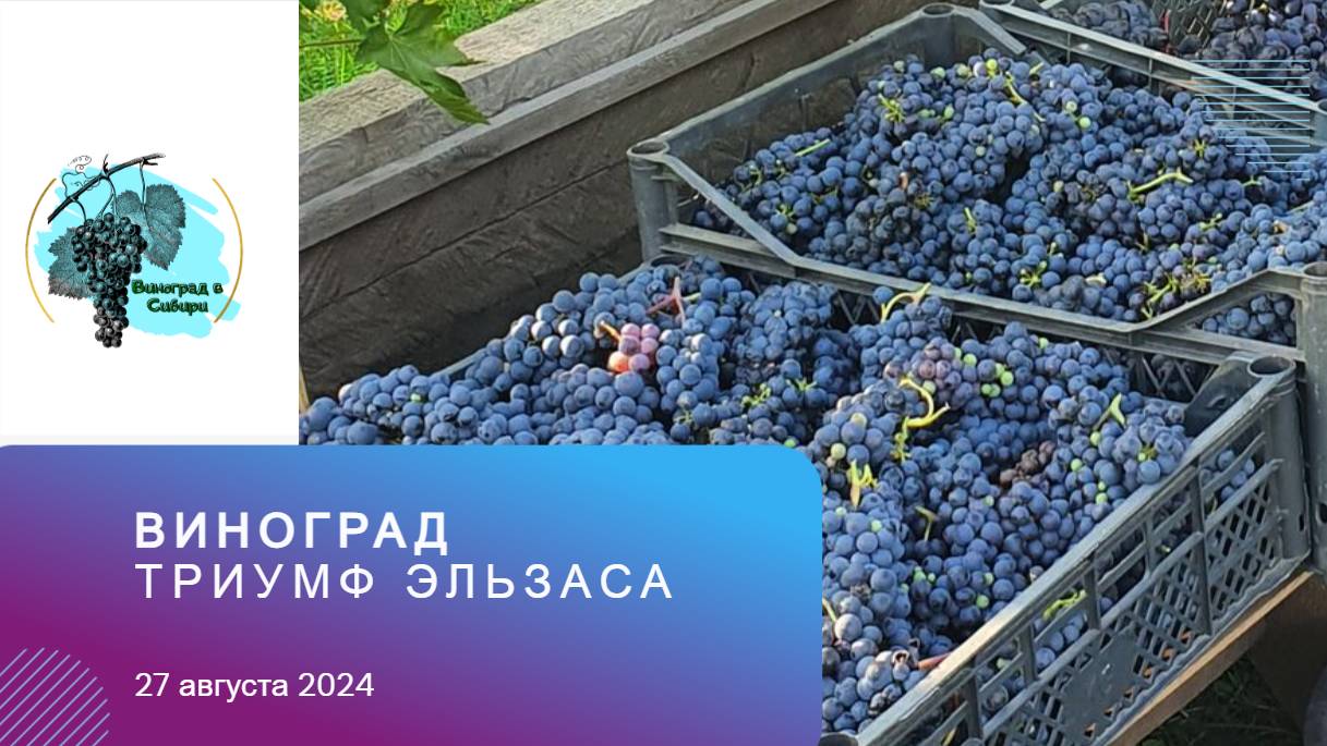 Триумф Эльзаса. Технический высокоурожайный сорт винограда.