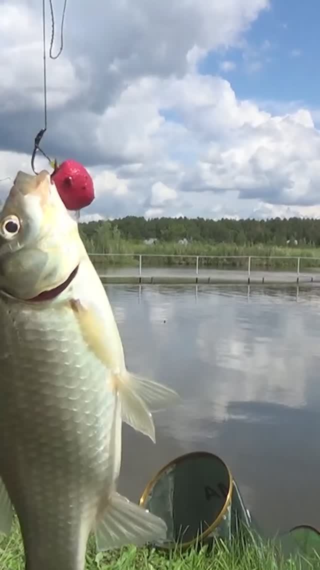 Карась на бойлы