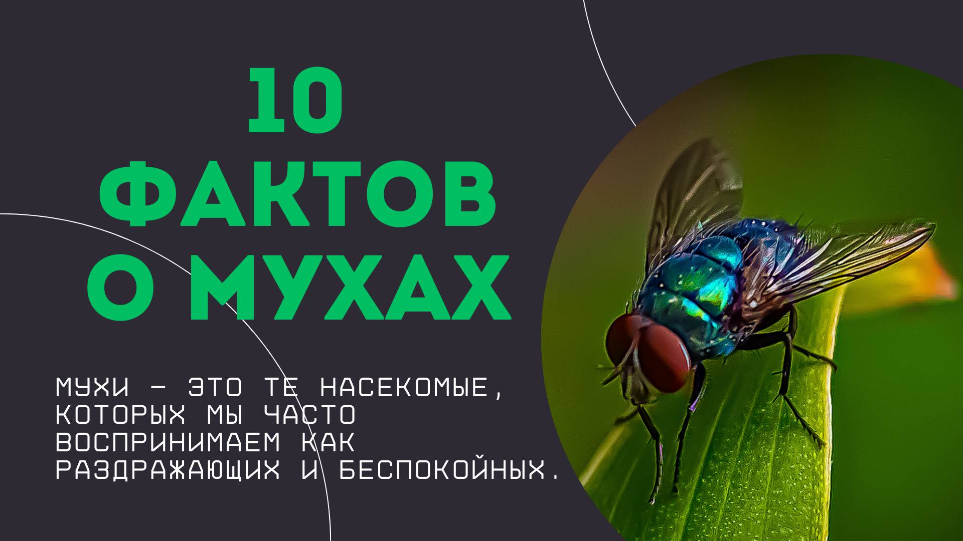 10 интересных фактов о мухах / Мухи — не только раздражающие соседи.