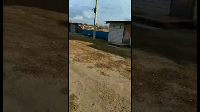 7 день отпуска 2024. Закрываем крышу сарая.