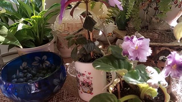 доброе утречко)) пьем чай и болтаем. Рената Смирнова. Рига