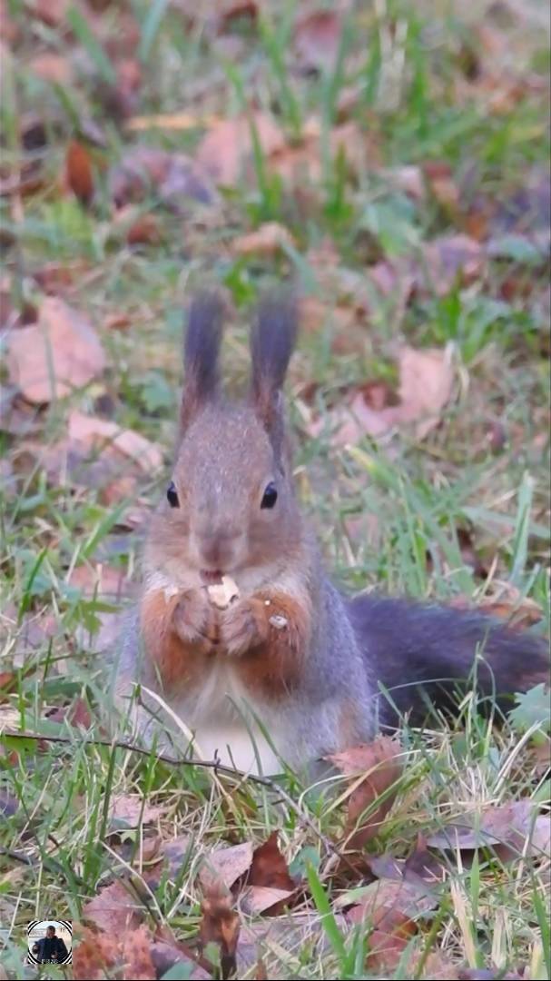 Кормим белок с рук в ЦПКиО, Елагин остров #белка #белки #белки2024 #цпкио #санктпетербург #squirrels