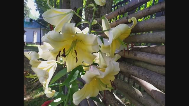 #43 АРХИВ: #SHORTS ФОТОАРХИВ решение ТВОРЧЕСКОЙ ЗАДАЧИ "У ПЛЕТНЯ"