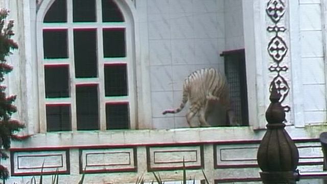 ИНДОНЕЗИЯ. Таман-сафари парк