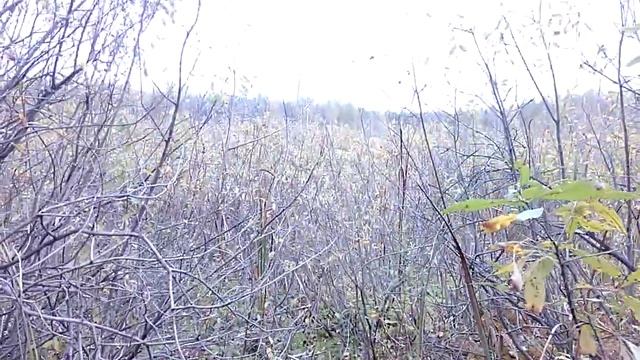 Топь. Поиски клюквенно-брусничных болот