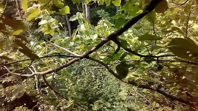 Охота на барсука. Как найти нору барсука?