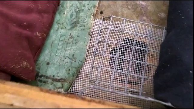 Теплая погода зимой и пчелы_281224