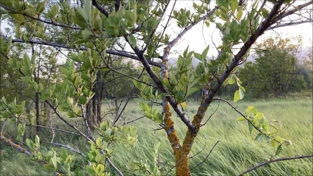 красота летней природы! С новым годом!