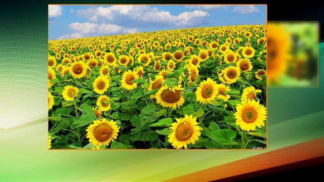 Подсолнухи Валентина Рублева музыка Виктор Кулаков слова Эдуард Кузнецов Авт Нина Рудакова