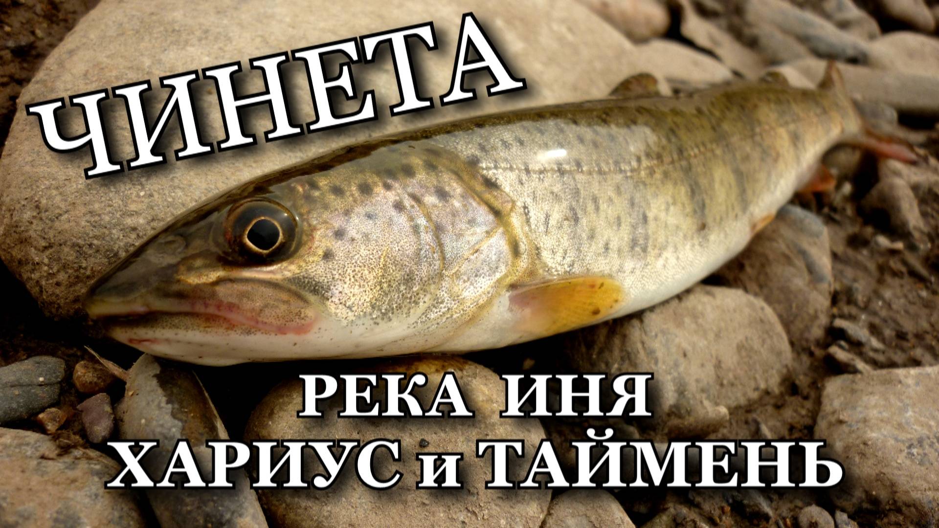 ЧИНЕТА. Хариус и Таймень. Рыбалка Река Иня Алтайский край.