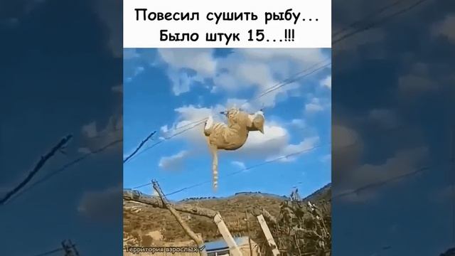 Кот на рыбалке