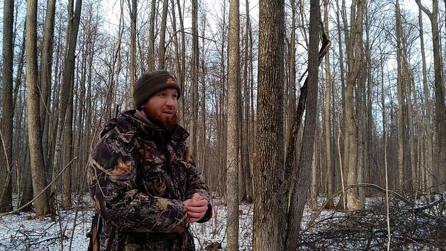 Охота на лису, крик раненного зайца без манка.