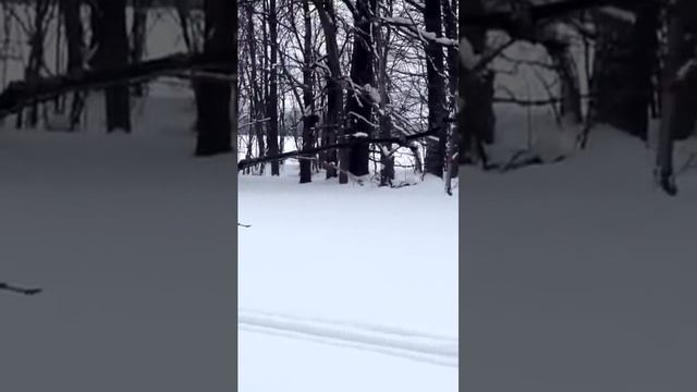 Охота на лося. Лоси вышли на номер