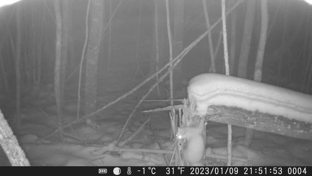 Приманка "Путик". Работа по кунице. Фотоловушка Сантек.