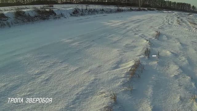 ЛЕНИВЫЙ ЗАЯЦ ЗАБЕГАЕЦ