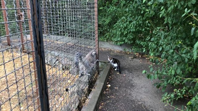 Кормлю зверей в парке львов «Тайган»