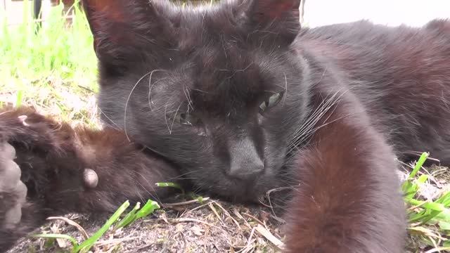 Коты микс озвучка