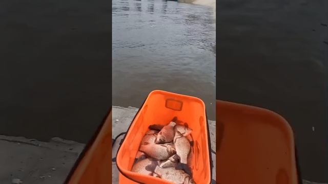 45й РыбаК Рыбалка чуть поймал на фидер