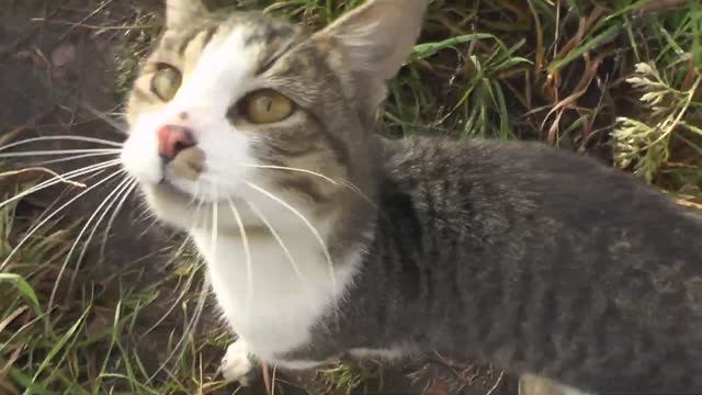 Коты супер озвучка