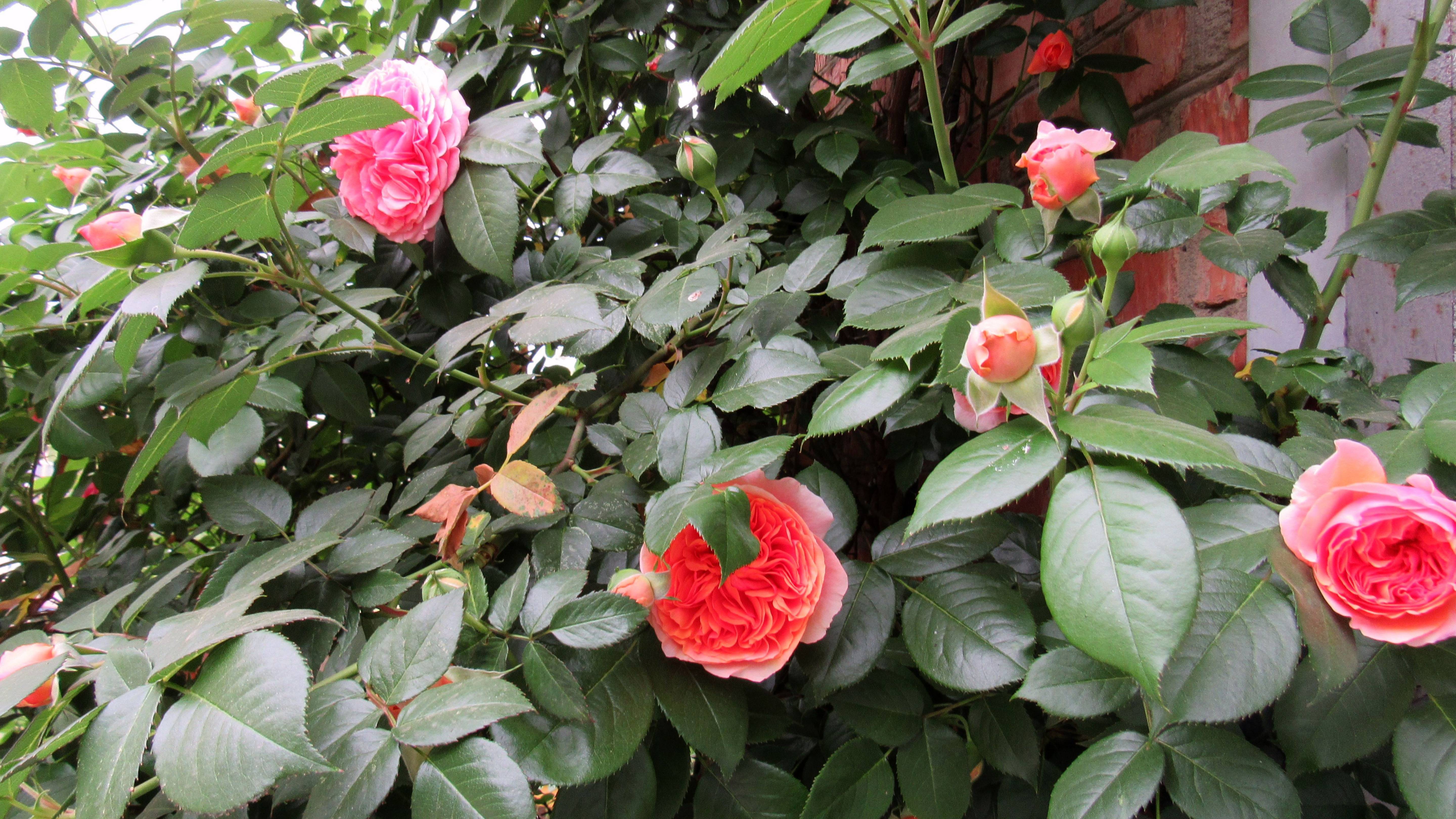 Дворик в Прохладном