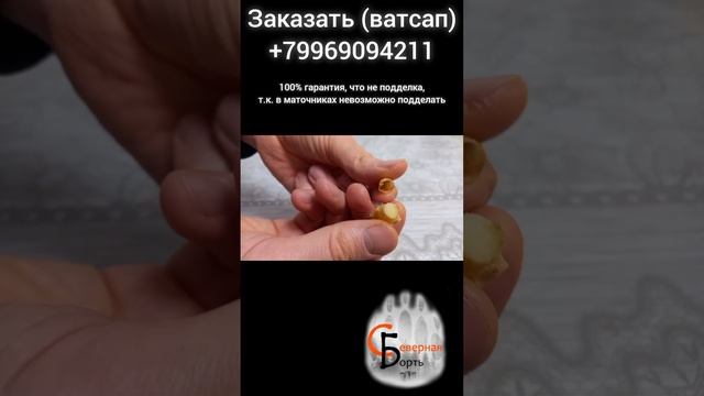 Маточное молочко в маточниках живое