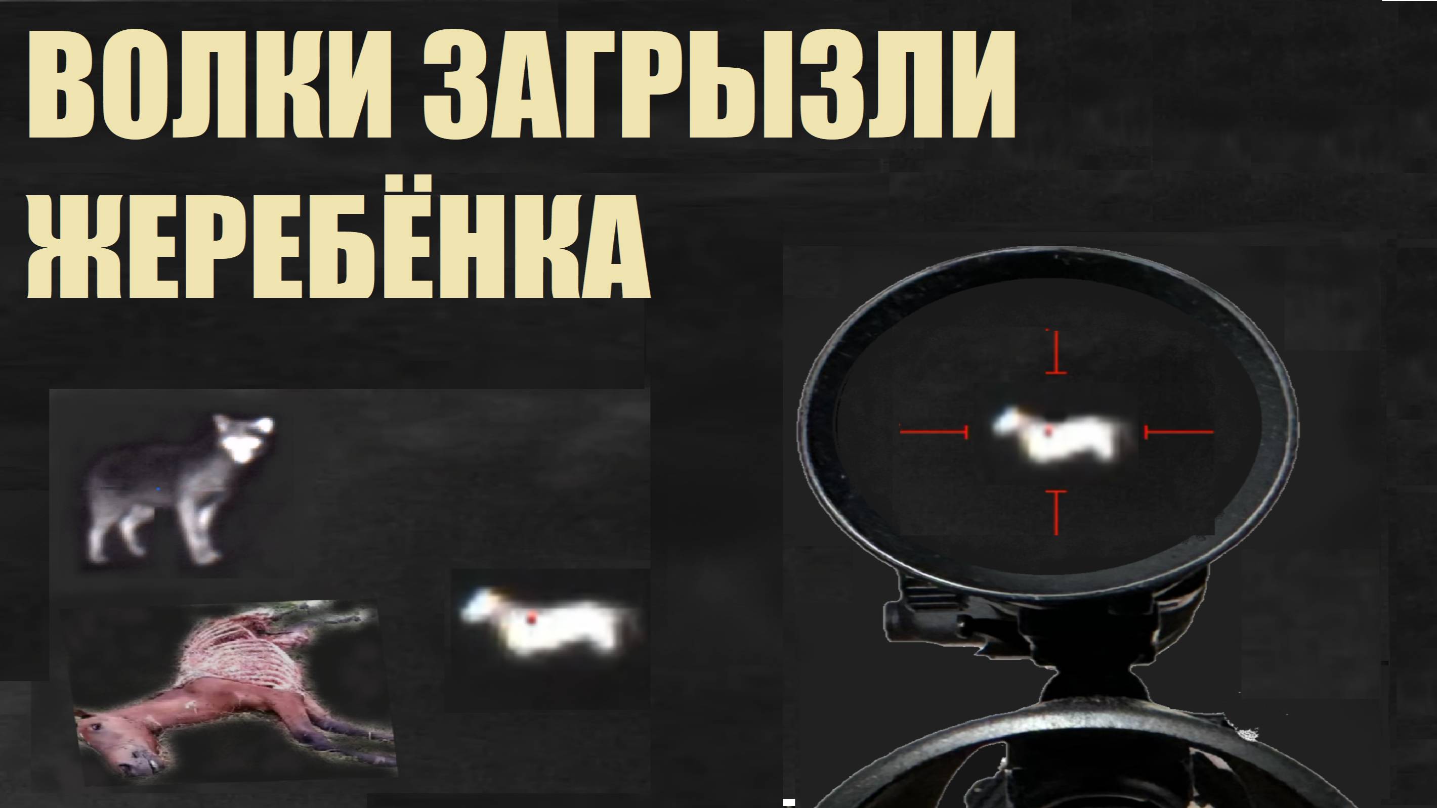 ВОЛКИ ЗАГРЫЗЛИ ЖЕРЕБЁНКА В ЦЕНТРЕ СЕЛА, И ИХ  НАСТИГЛА РАСПЛАТА....The wolves killed the foal