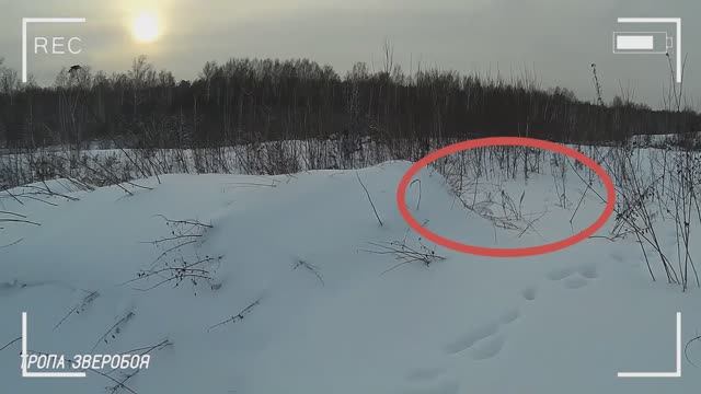 ОХОТА НА ЗАЙЦА ЛУЧШЕЕ СЕЗОНОВ 2017-2021