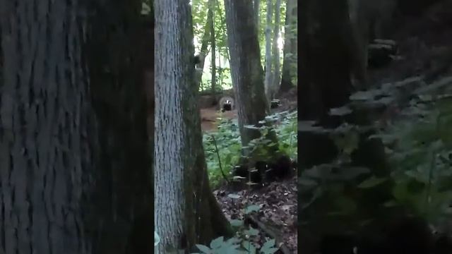 Охота на барсука. Очень агрессивный барсук