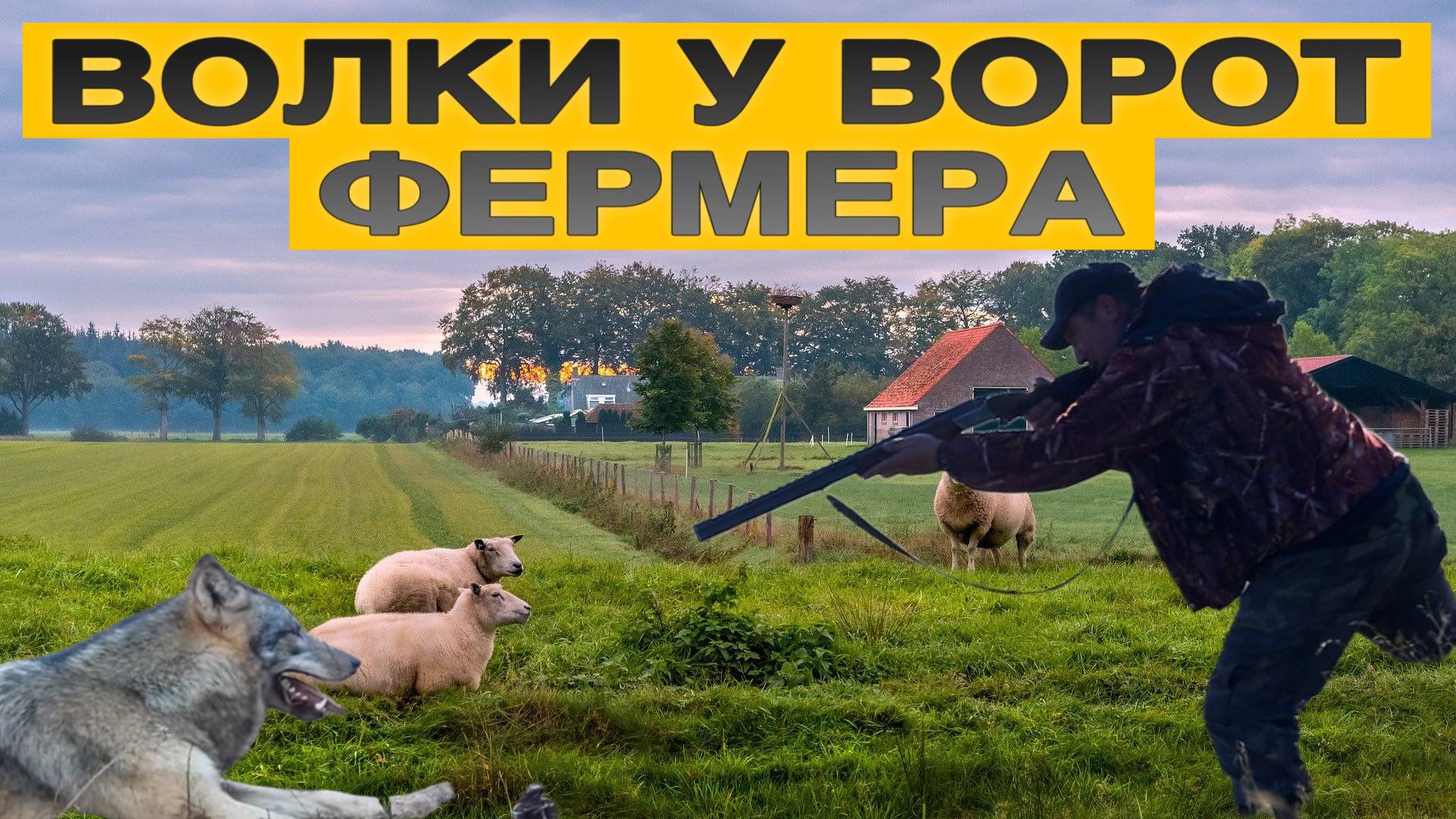 ОХОТА на ВОЛКОВ, волки зашли в загон фермера, реальная охота в Ингушетии