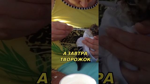Кормление котенка. Котенок пришел из леса, лесной человечек 1