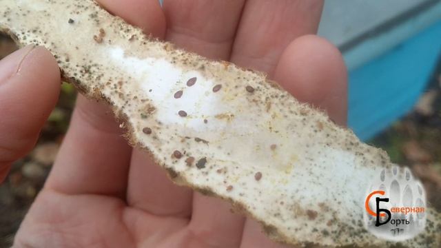 Средство от варроа "Северная борть"