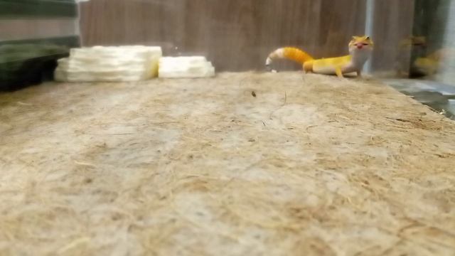 Кормёшка Эублефара