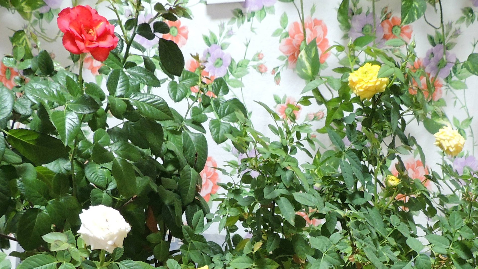 Цветковые растения.