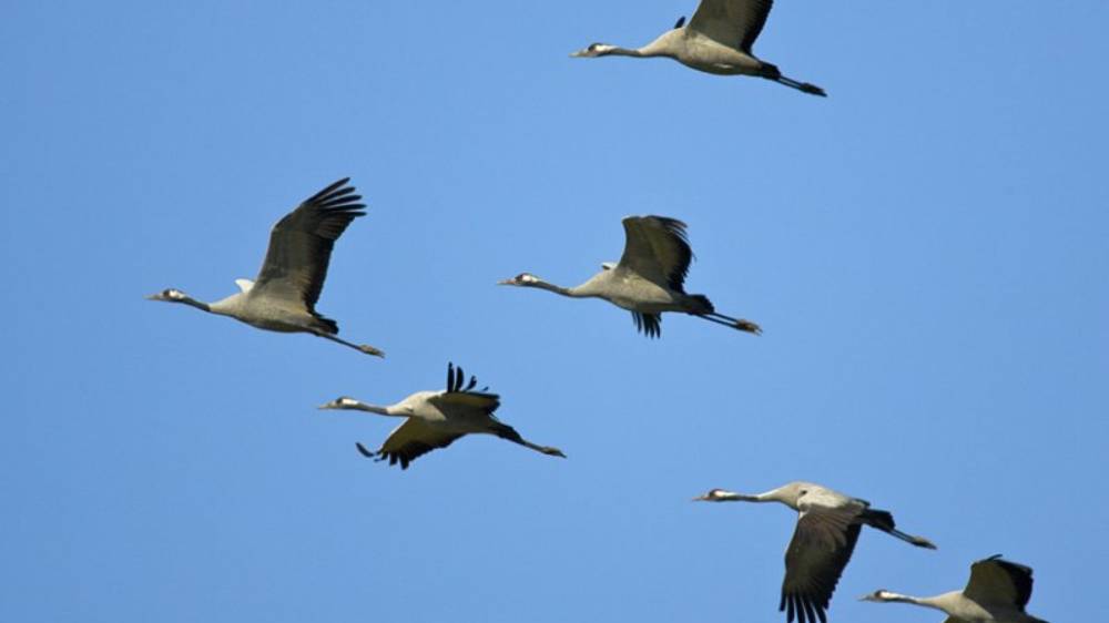 "А ЖУРАВЛИ ЛЕТЯТ КУДА-ТО" - СТИХИ О ЛЮБВИ - ПОЭТ НИНА ИГНАТОВА