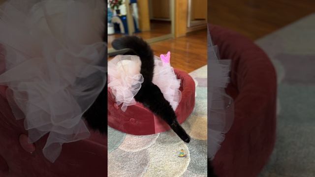 А вы уже доели салатики?🎄😸 #котики #юмор #танцы