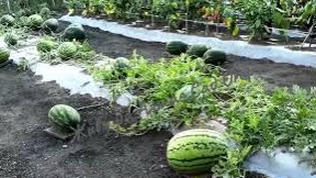 Арбузы трещат на грядках, томаты валятся от урожая. Буду сокращать посадки!