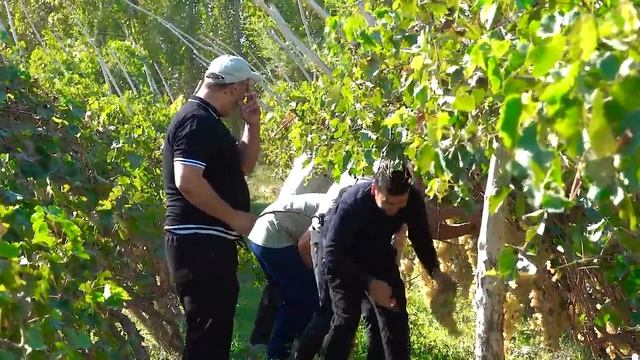 YOʻL-YOʻLAKAY 17-QISM. BOG'OT UZUMLARI