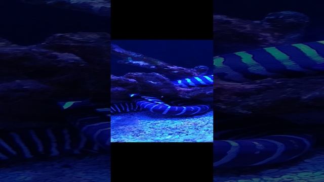 ХАРБИН СЕЗОН 2 СЕРИЯ 3