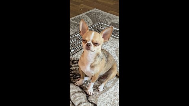 Медитация на колбасу